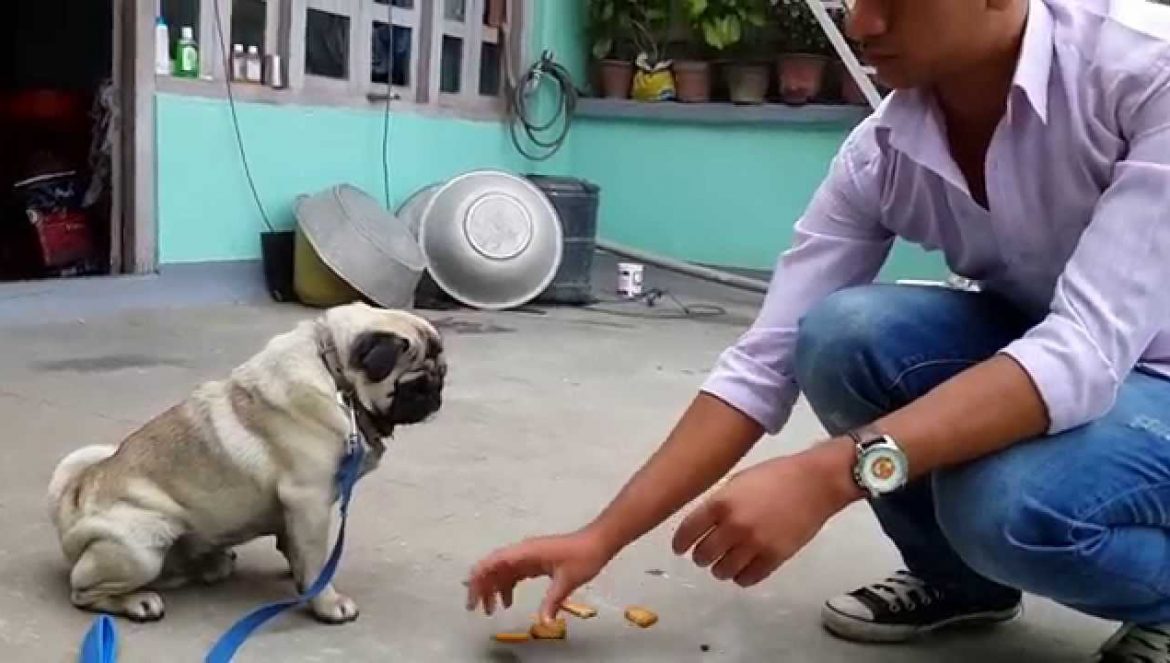 Pug training - Pugs Fan Club