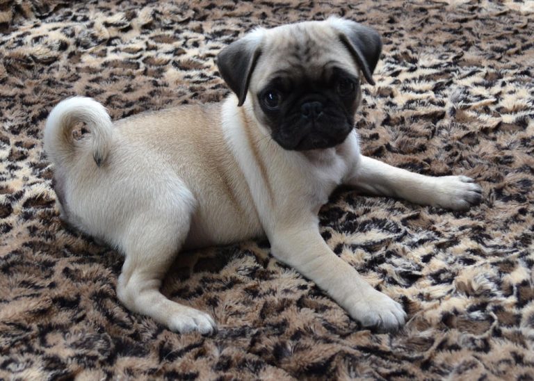 Pug Adoption - Pugs Fan Club