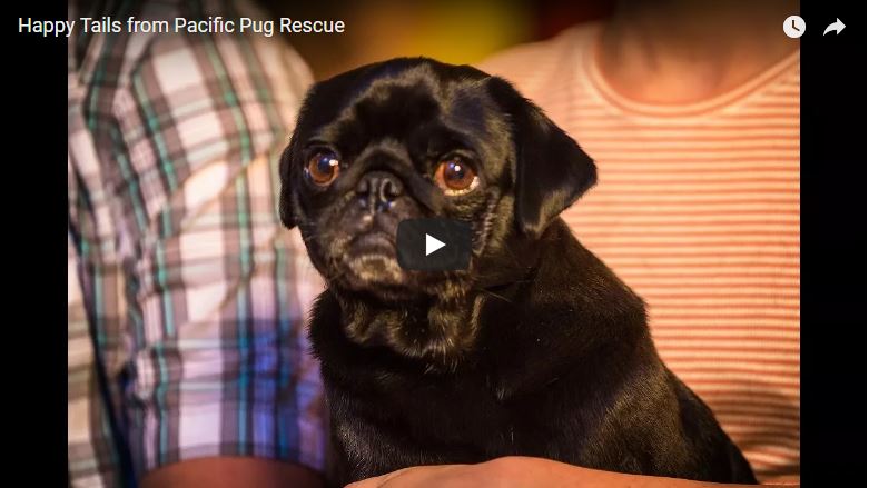 Happy Tails From Pacific Pug Rescue - Pugs Fan Club