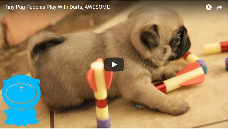 Pug puppies playing - VIDEO - Pugs Fan Club